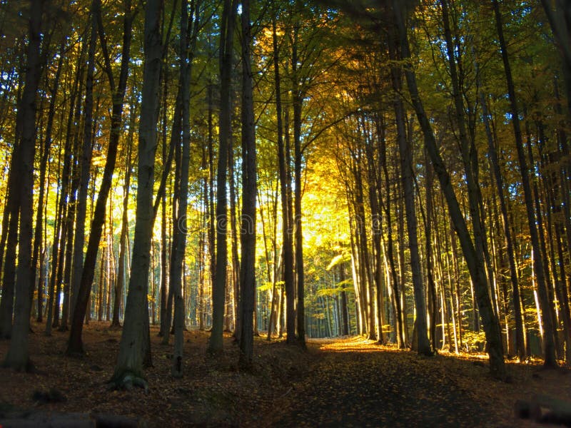 Breathtaking Shot of a Golden Forest Gleaming Under the Sun Rays ...