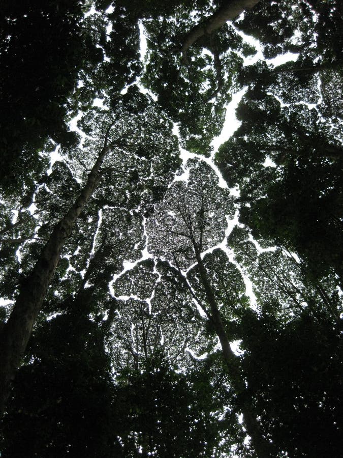 Breathtaking Vertical Low Angle Shot of the Tall Trees Under the Sky ...