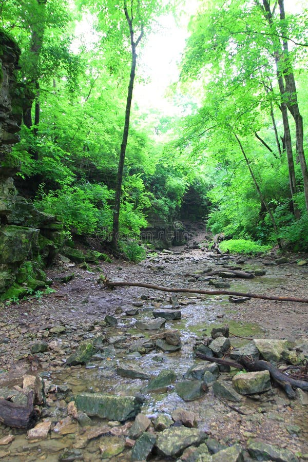Breathtaking Vertical Shot of the Trees and Rivers in a Forest Stock ...