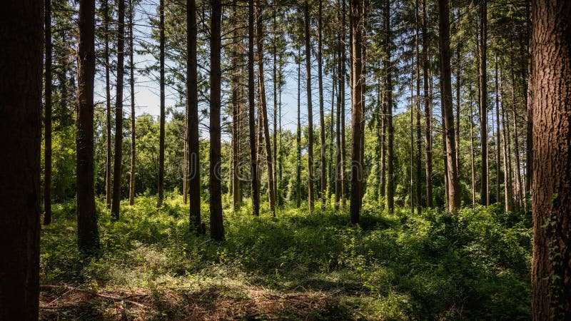 Breathtaking View of an Amazing Forest with Lots of Trees Stock Image ...