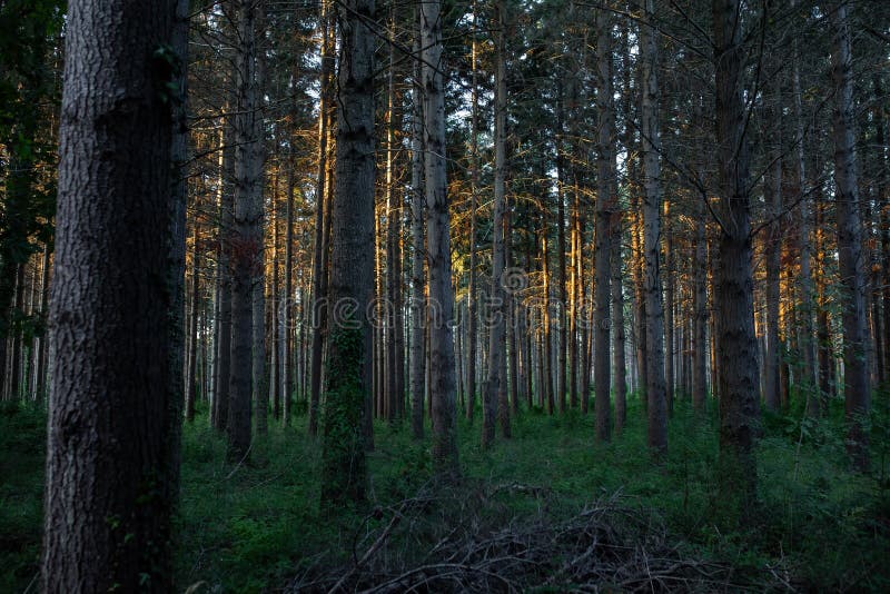 Breathtaking View of an Amazing Forest with Lots of Trees Stock Image ...