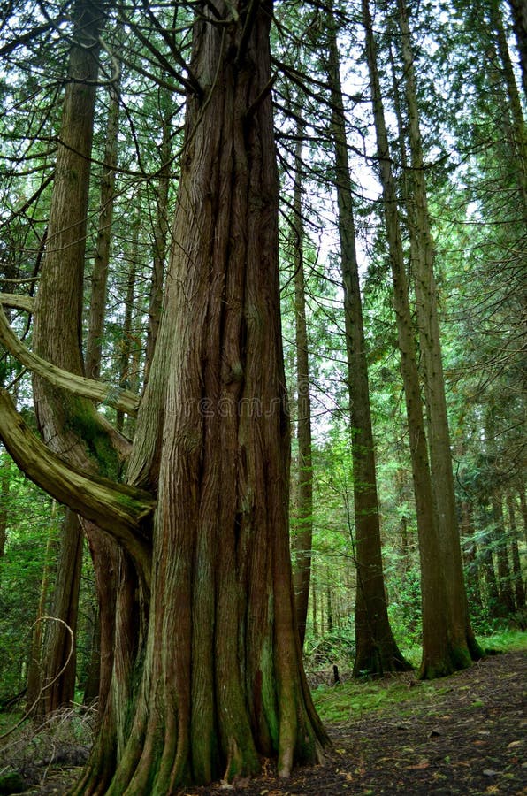 Breathtaking View of a Gigantic Tree in the Highlands of Scotland Stock ...