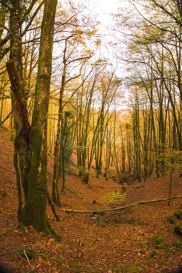 Breathtaking View of a Golden Beautiful Forest in Autumn - Great for ...