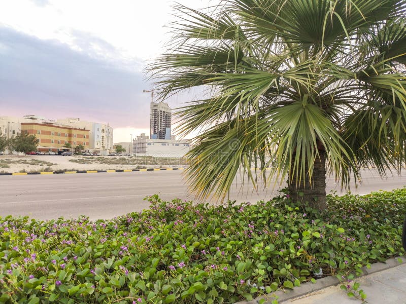 Breathtaking View of Greenery Side of a Highway and Palm Trees Stock ...