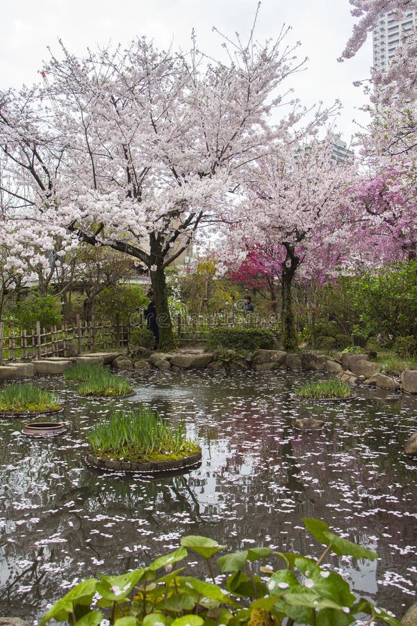 Breathtaking View of the Sakura Trees in the Park and the Pond in ...