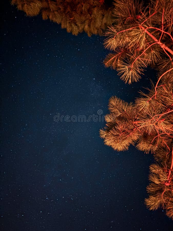 Starry Night Sky Framed Illuminated Tree Branches Clear Weather Stock ...