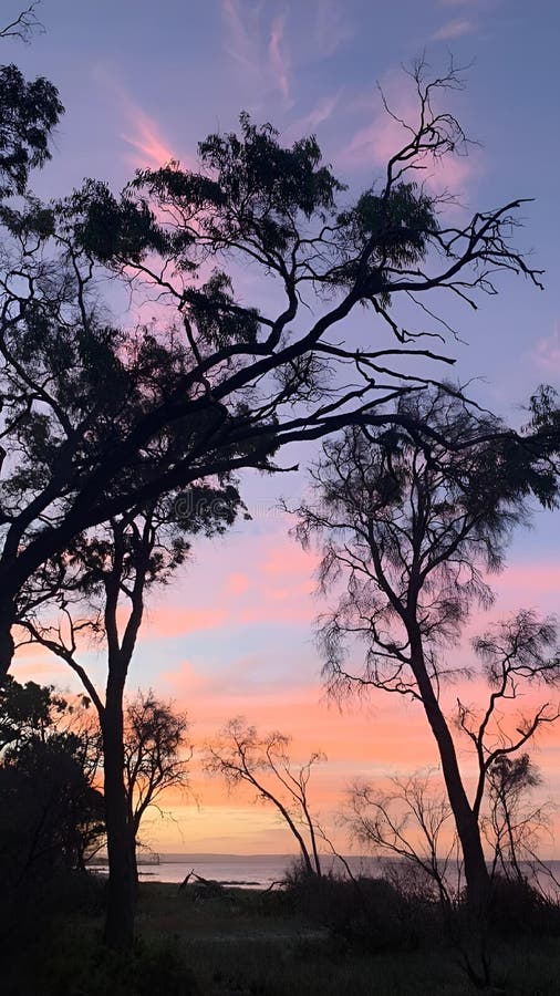 Breathtaking View of a Stunning Sunset between Trees on the Beach Stock ...