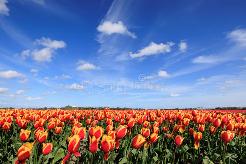 Breathtaking View Vibrant Red Tulip Fields Netherlands Under Vast Blue ...