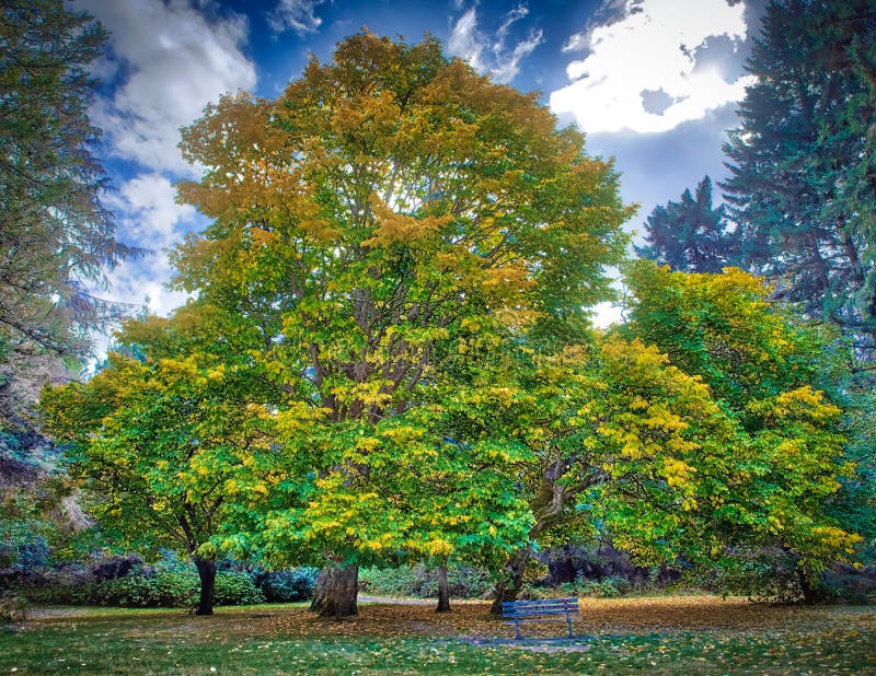 Breathtaking View of a Wooden Bench Under an Amazing Big Tree Under the ...