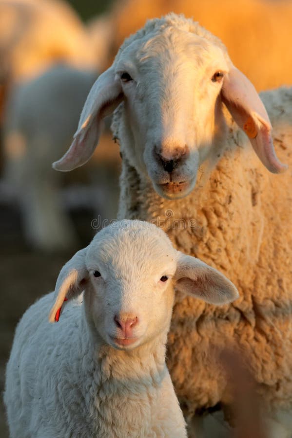 33,212 Photos de Brebis - Photos de stock gratuites et libres de droits ...