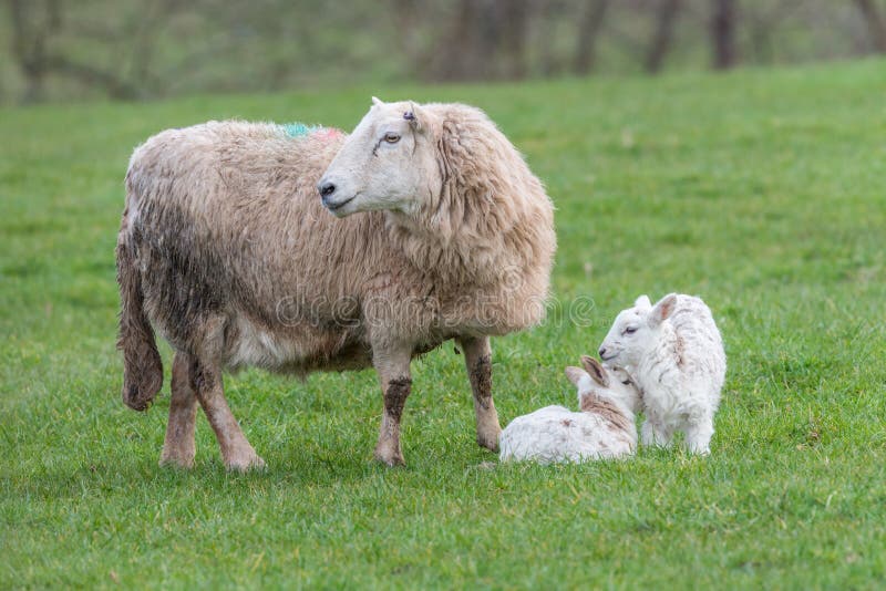 Brecon Beacons Ewe with Two Lambs Stock Image - Image of baby, looking ...