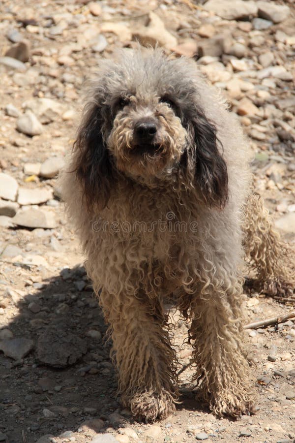 Bred breed dog stock image. Image of happy, company, portrait - 97448367