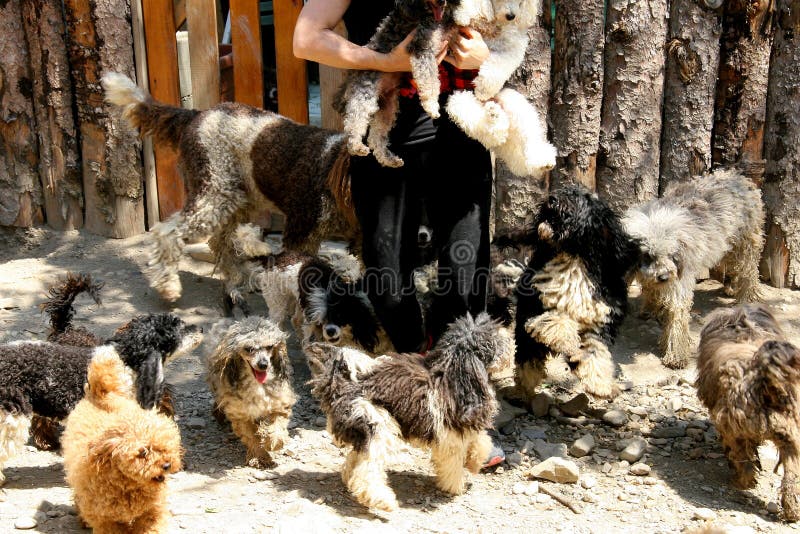 Bred breed dog stock image. Image of happy, company, portrait - 97448367