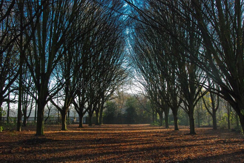 Brede Die Weg Met Bomen Wordt Gevoerd Stock Afbeelding - Image of ...