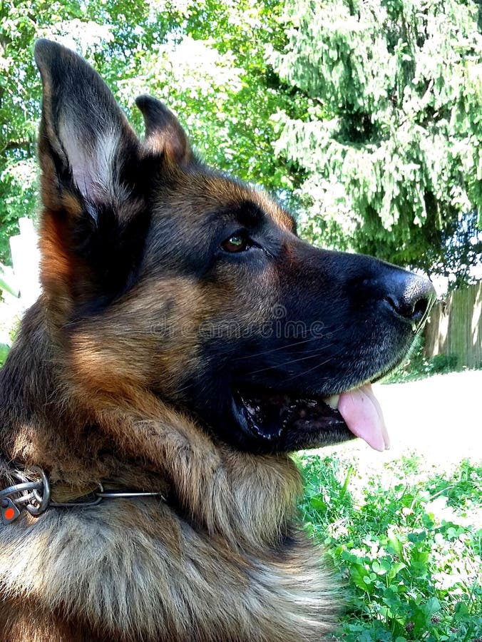 Watchful German Shepherd Dog in the Sun Stock Photo - Image of cold ...
