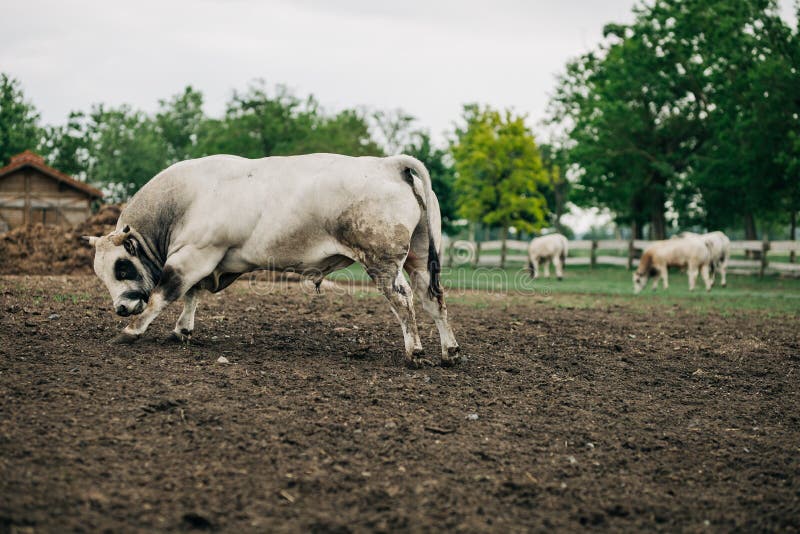 Breed of Argentine Bull Reared for Meat Stock Photo - Image of ...