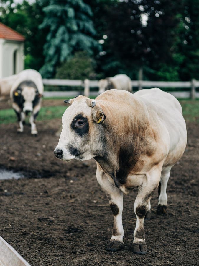 Breed of Argentine Bull Reared for Meat Stock Image - Image of field ...