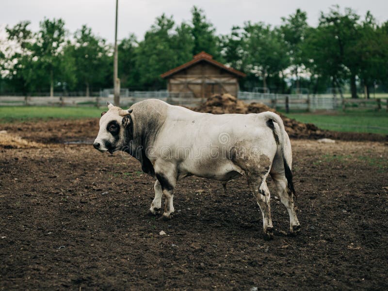 Breed of Argentine Bull Reared for Meat Stock Image - Image of herd ...