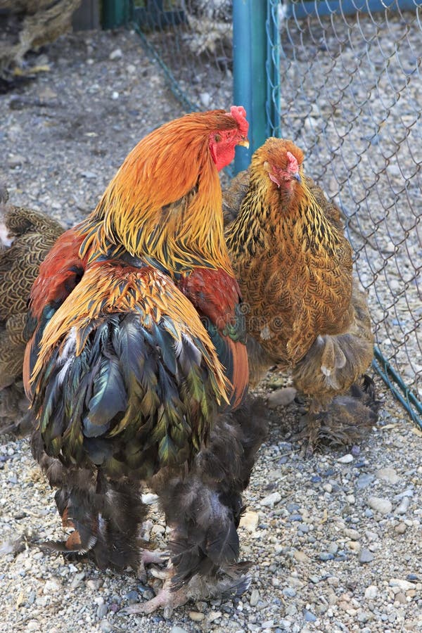 Breed Brama is Decorative Breeds of Chickens Stock Photo - Image of ...