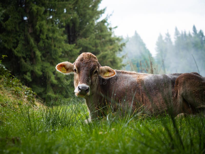 Breed of Cattle on a Forest Glade Stock Image - Image of breed, animal ...