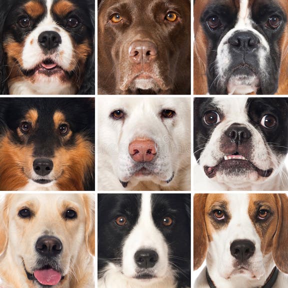 Breed dogs collage stock photo. Image of pets, akita - 37859732