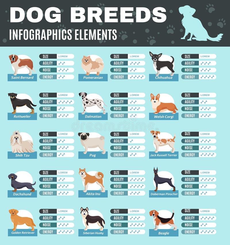 Breed Dogs Infographics stock vector. Illustration of head - 95909231
