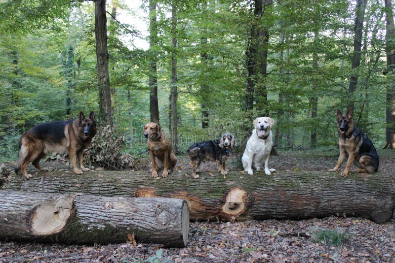 Breed Dogs Sitting on a Fallen Tree Trunk in a Forest Stock Image ...