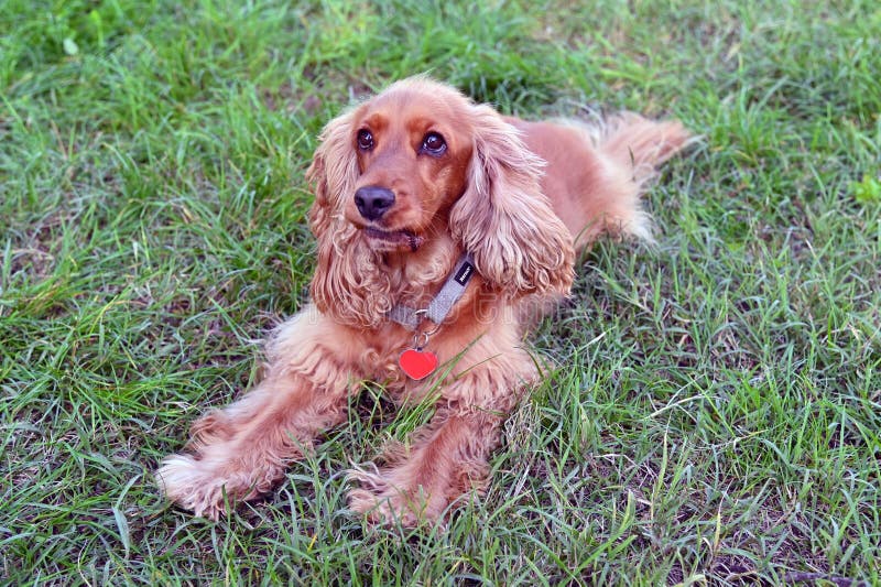 Breed English Cocker Spaniel Stock Photo - Image of agility, animal ...
