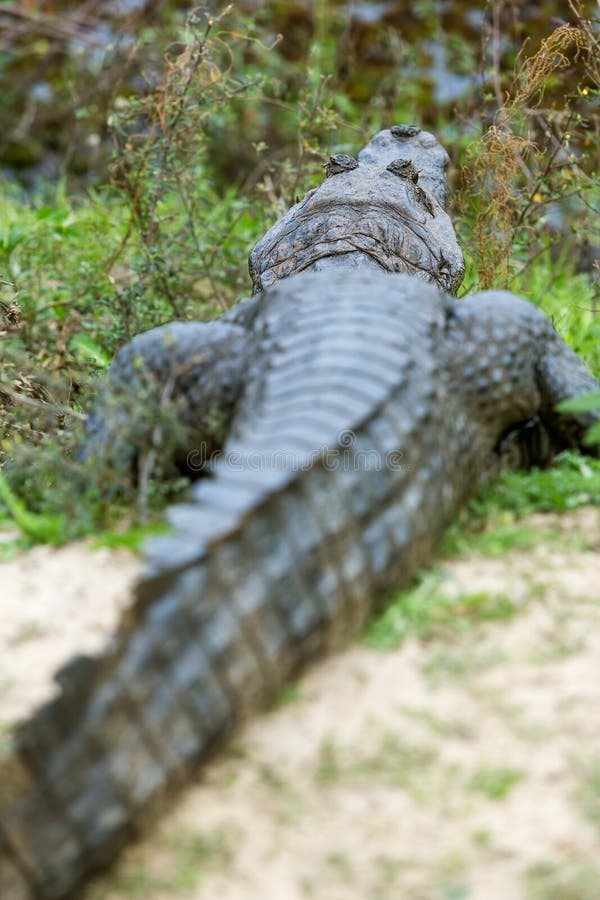 Breed-gewroete Kaaiman & X28; Kaaiman Latirostris& X29; Stock Foto ...