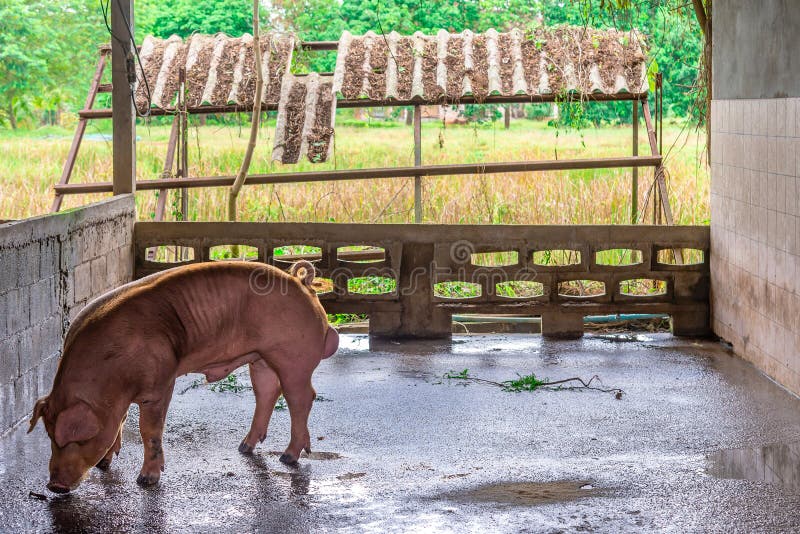 Breeder red pigs on a farm stock photo. Image of domestic - 145214778