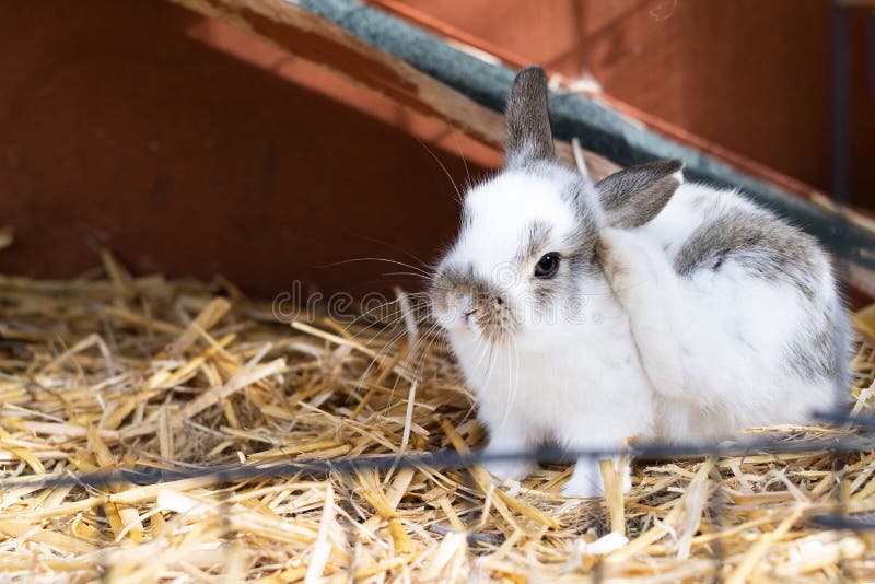 Breeding Animals, Little White Rabbit Washing Itself in Its Cage Stock ...