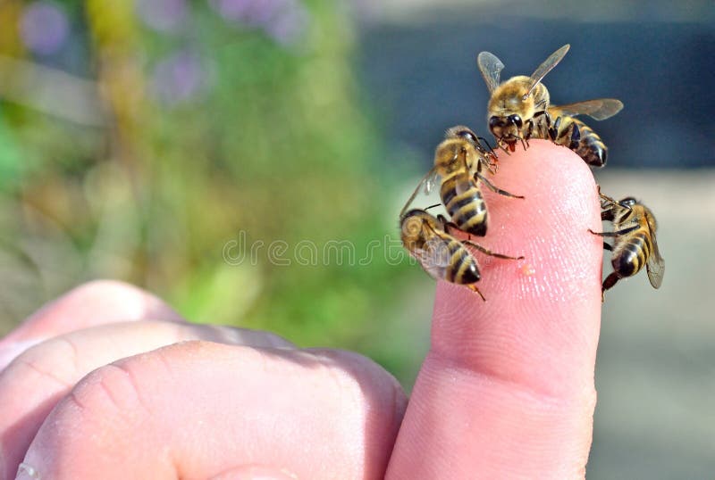 Breeding of Bees and Honey Production Stock Photo - Image of swarm ...