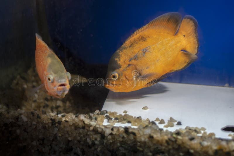 Breeding Behavior of Oscar Fish Stock Photo - Image of ocellatus ...