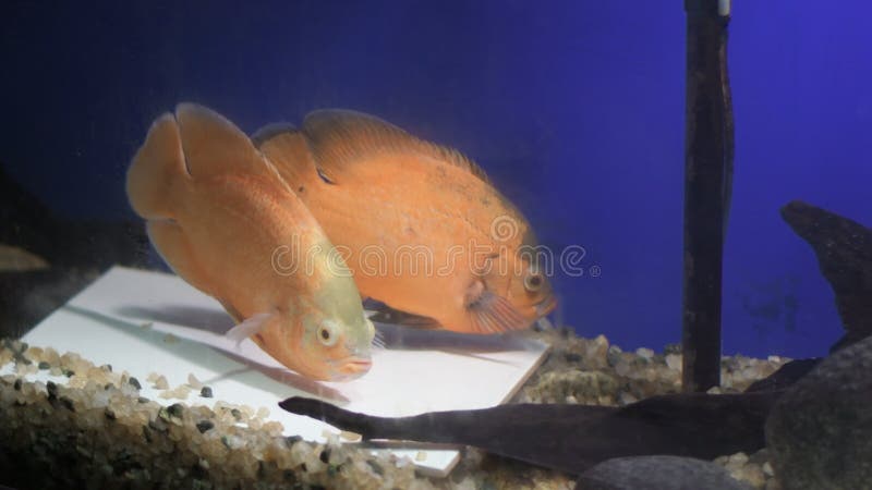 Breeding Behavior of Oscar Fish in Freshwater Tank Stock Video - Video ...