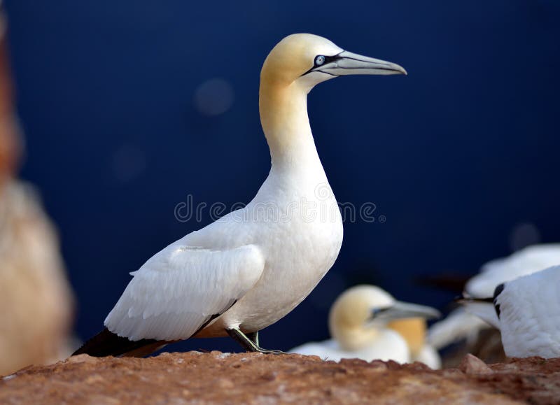 Breeding Birds in the Cliffs of Helgoland Stock Photo - Image of cliff ...