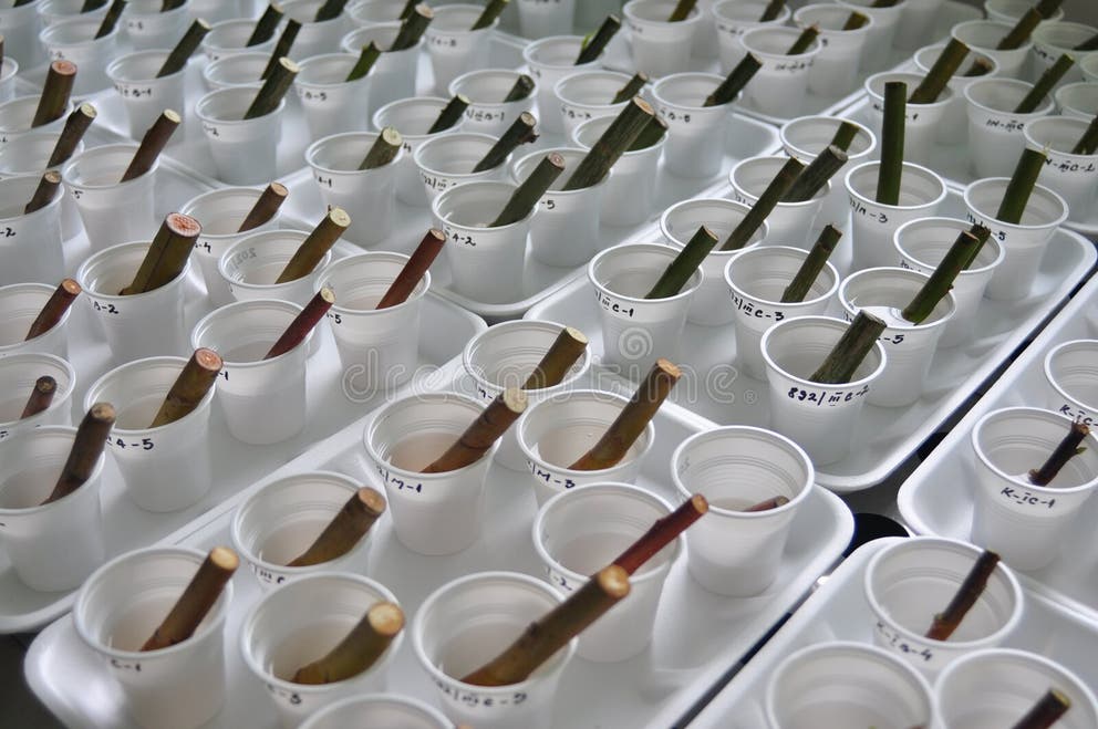 Breeding branches stock image. Image of little, organism - 30367243