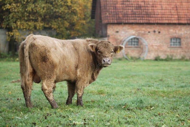 Breeding bull stock photo. Image of strong, field, danger - 19385620