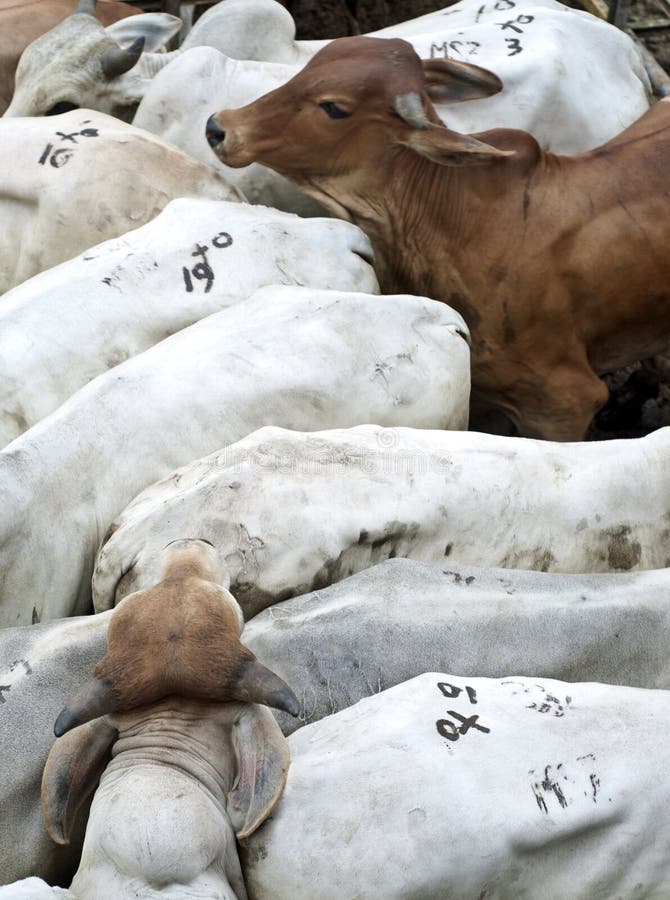 Breeding Bulls Herded into a Corral Stock Photo - Image of animal ...