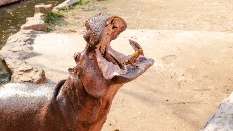 Breeding And Care Of Hippos In The Zoo. Care And Control Of The World`s ...