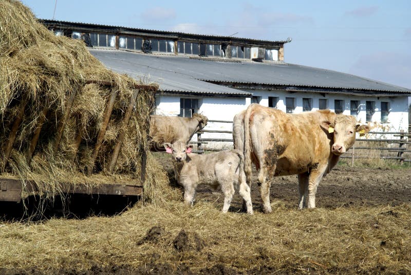 Breeding cattle stock image. Image of beef, fence, livestock - 15945853