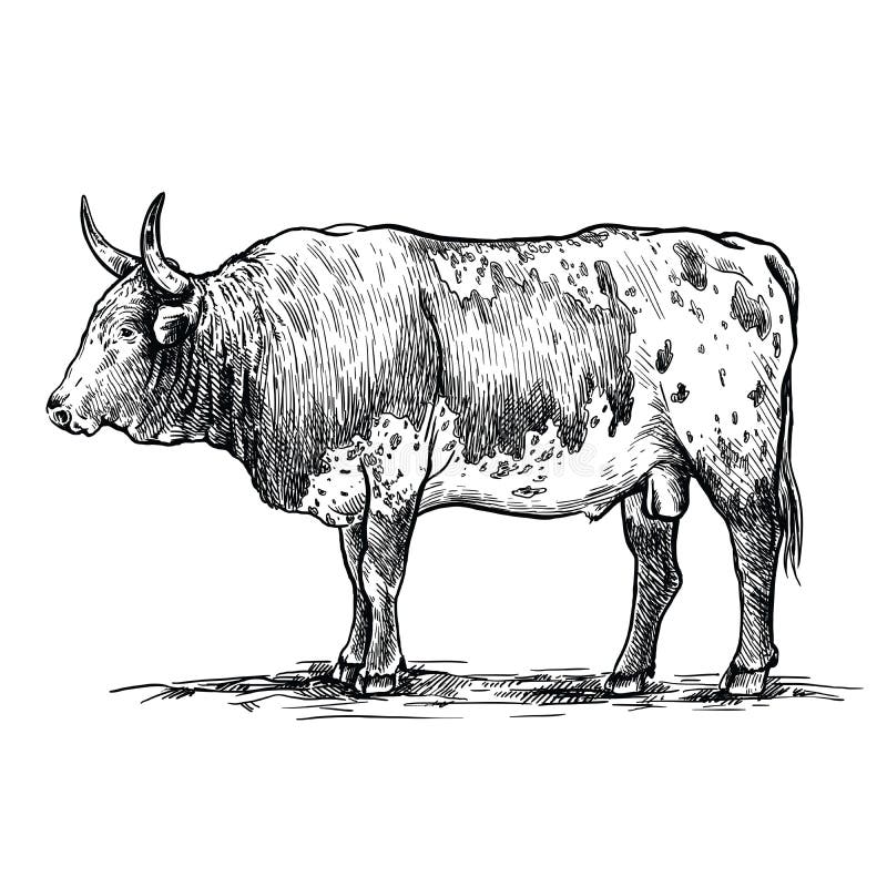 Breeding Cattle Stock Illustrations – 6,632 Breeding Cattle Stock ...