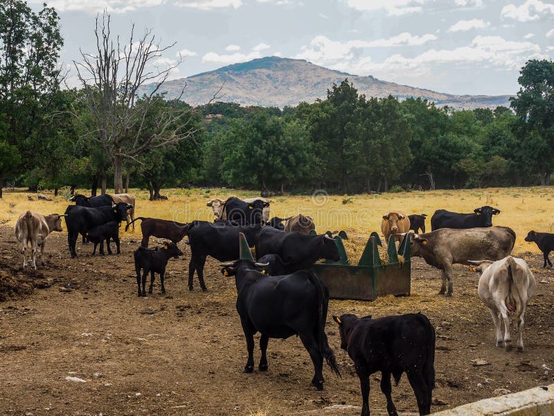 Breeding of cattle stock photo. Image of pasture, field - 169032900