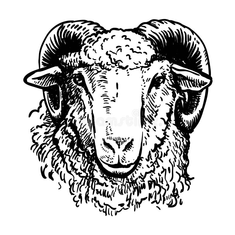 Breeding Cattle. Head of a Sheep. Vector Sketch on White Background ...