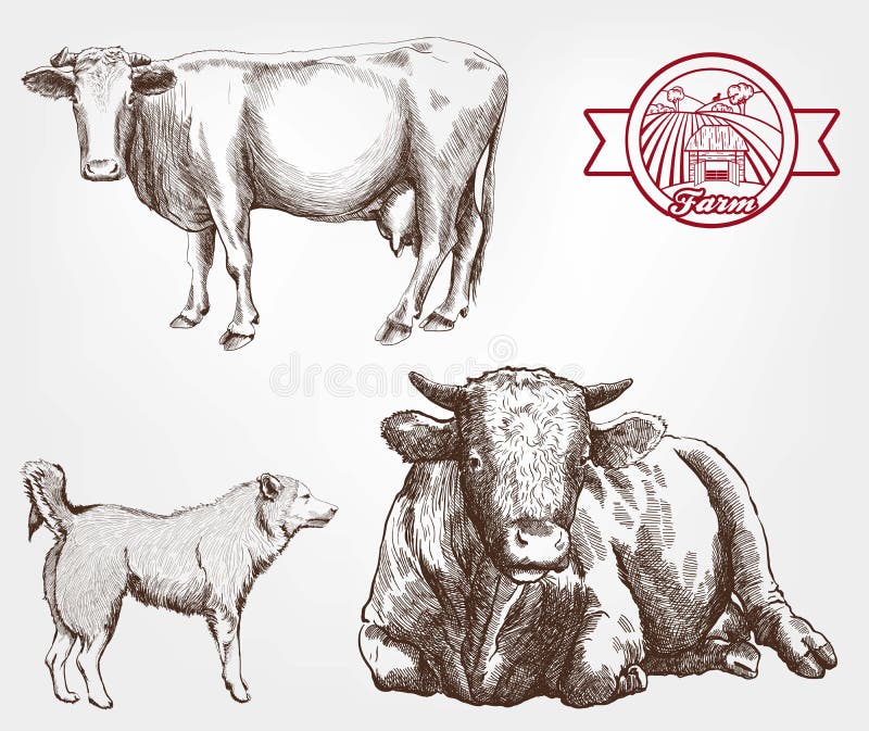 Breeding cows stock vector. Illustration of livestock - 58733448