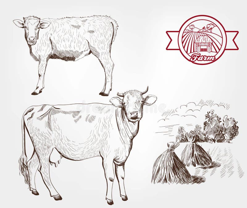 Breeding cows stock vector. Illustration of livestock - 58733448