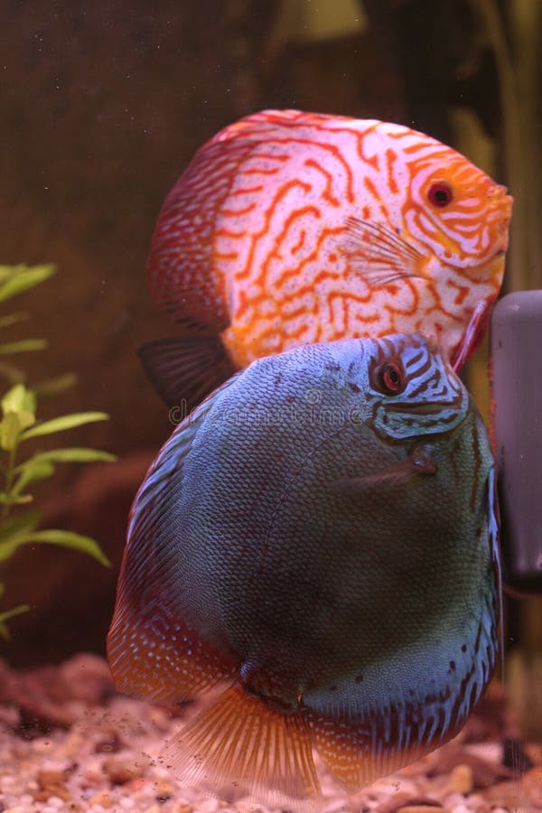 Breeding discus stock image. Image of breeding, eggs - 16973715