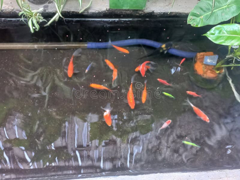 Breeding Fish Pond Hobby Everyone Stock Photo - Image of breeding, fish ...