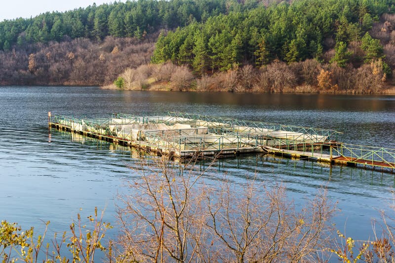 Breeding Fish with Tanks Directly in the Dam Stock Image - Image of ...