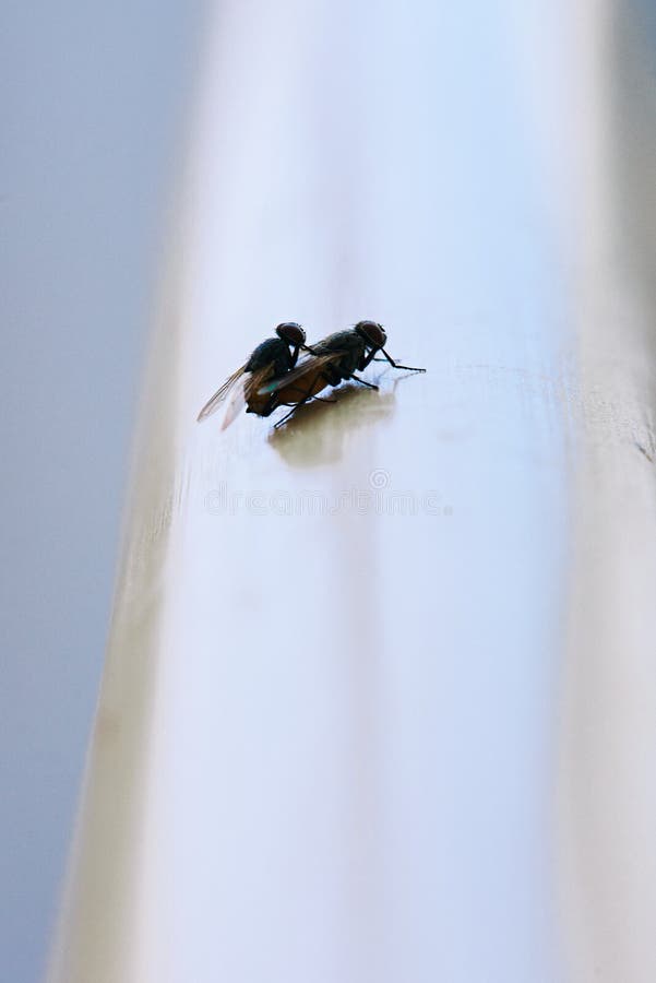 Breeding Flies. Two Flies Fornicating Stock Image - Image of pairing ...