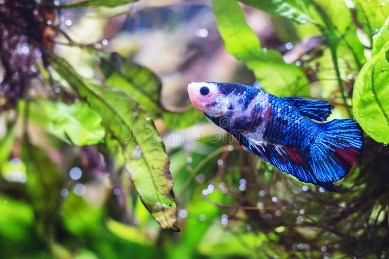 A blue Beta Splendens Koi stock photo. Image of colorful - 156132538